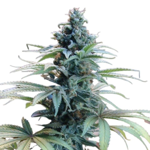 Blue Cheese Strain Cannabis Seeds – Royal King Seeds - Feminized ...