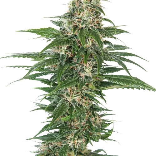 Aliens On Moonshine Cannabis Seeds – Royal King Seeds - Feminized & Autoflowering Cannabis Seeds