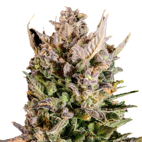 Blue Dynamite Cannabis Seeds – Royal King Seeds - Feminized & Autoflowering Cannabis Seeds