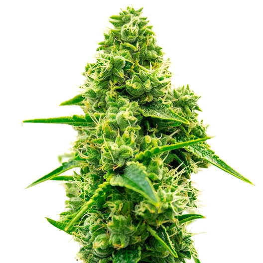 Tiger Woods Cannabis Seeds – Royal King Seeds - Feminized ...