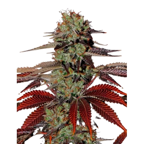 Indica Strains – Royal King Seeds - Feminized & Autoflowering Cannabis ...