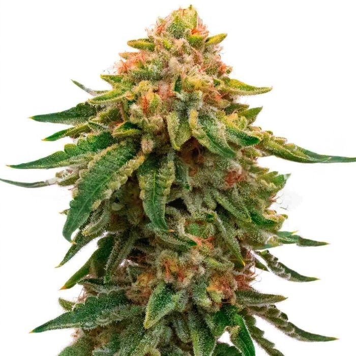 Top 5 Strains Recommended for Experienced Cultivators – Royal King ...