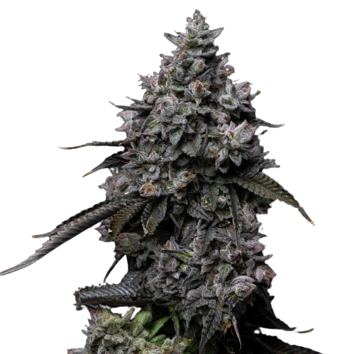 Platinum GSC Cannabis Seeds – Royal King Seeds - Feminized & Autoflowering Cannabis Seeds