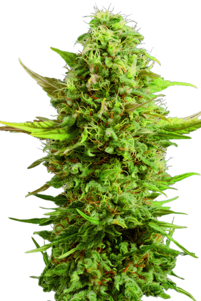 Royal Kush Cannabis Seeds – Royal King Seeds - Feminized ... Royal Kush Cannabis Seeds – Royal King Seeds - Feminized ...