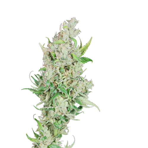 Sour Amnesia Cannabis Seeds – Royal King Seeds - Feminized ...