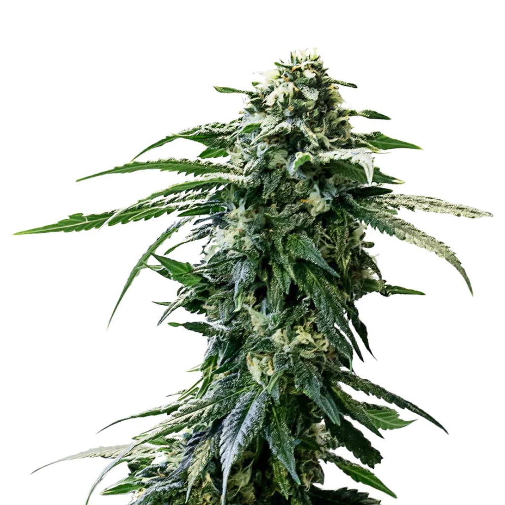 AK-47 Cannabis Seeds – Royal King Seeds - Feminized & Autoflowering ...