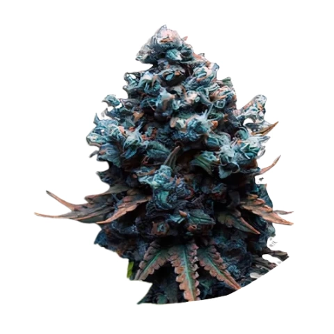 Top 7 Fruit-Inspired Cannabis Strains – Royal King Seeds - Feminized ...