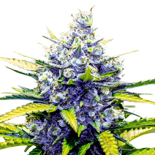 Green Cheese Cannabis Seeds – Royal King Seeds - Feminized ...