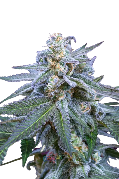 Killer Grape Cannabis Seeds – Royal King Seeds - Feminized ...