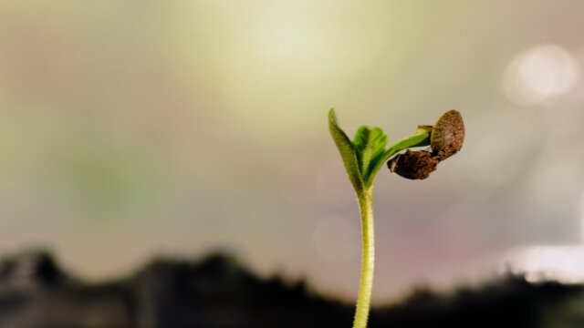 Cannabis Journey: Seed to Harvest 4 Phases – Royal King Seeds ...