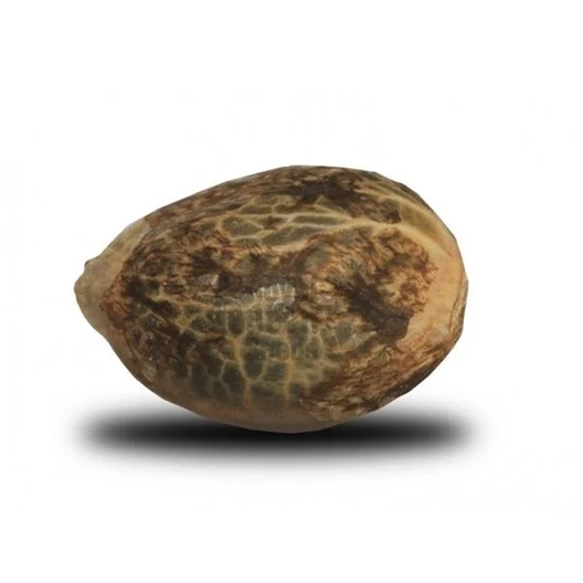 Blue Diesel Strain Cannabis Seeds – Royal King Seeds - Feminized ...