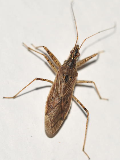 Blue Blood Strain Cannabis Seeds – Royal King Seeds - Feminized & Autoflowering Cannabis Seeds