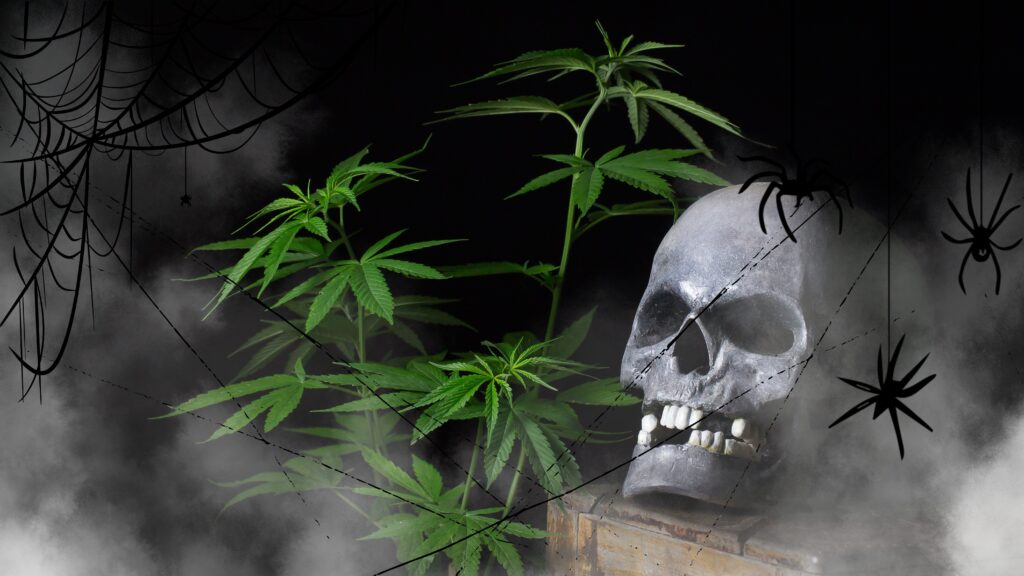 5 Best Cannabis Strains For Halloween – Royal King Seeds - Feminized ...
