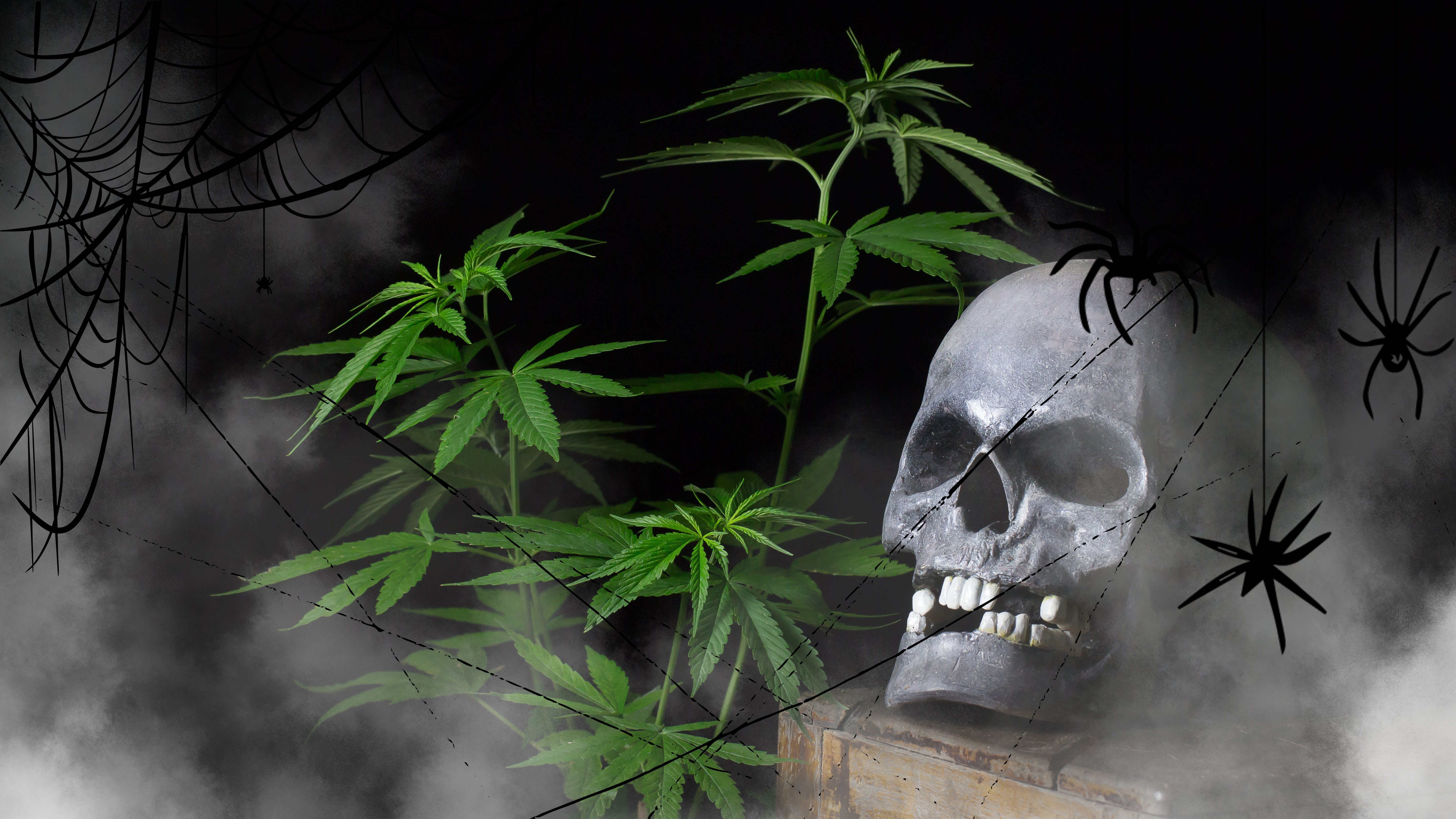 5 Best Cannabis Strains For Halloween – Royal King Seeds - Feminized & Autoflowering Cannabis Seeds