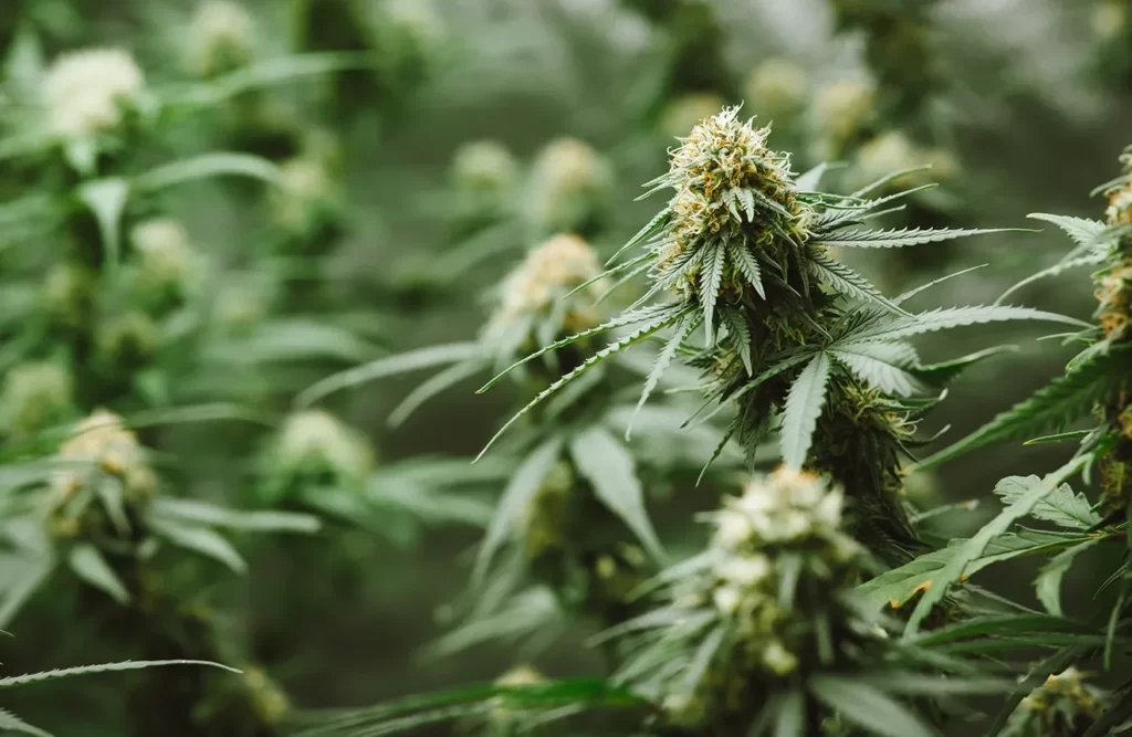 Blue Alien Strain Cannabis Seeds – Royal King Seeds - Feminized ...