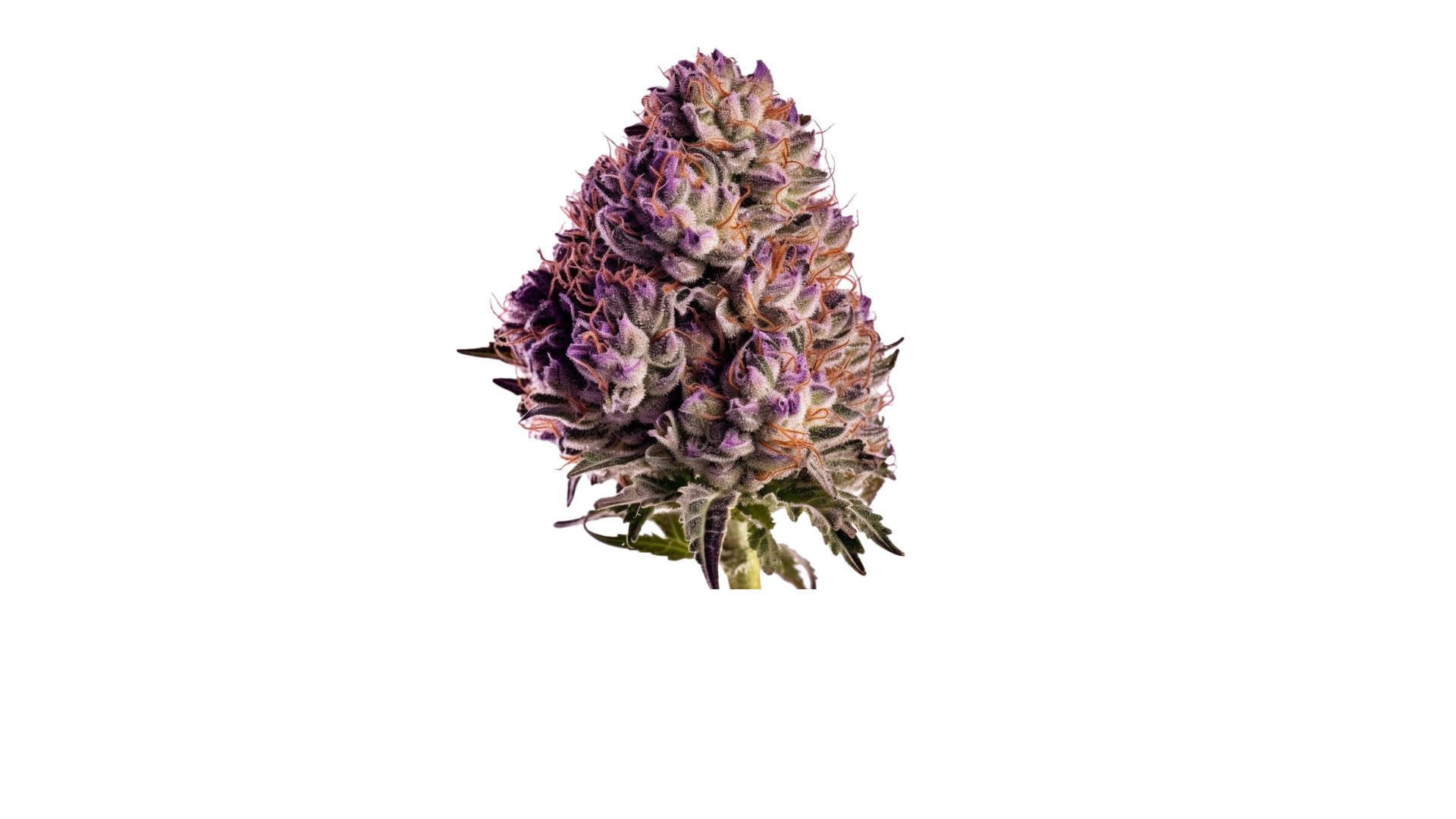Blueberry Cannabis Strain Seeds – Royal King Seeds - Feminized ...