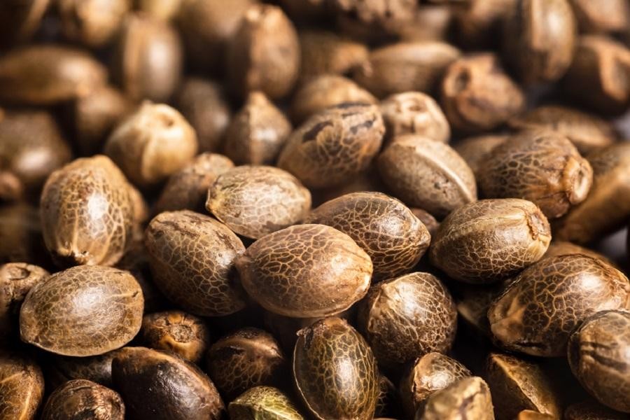 Top 10 Cannabis Seeds in Leeds – Royal King Seeds - Feminized ...