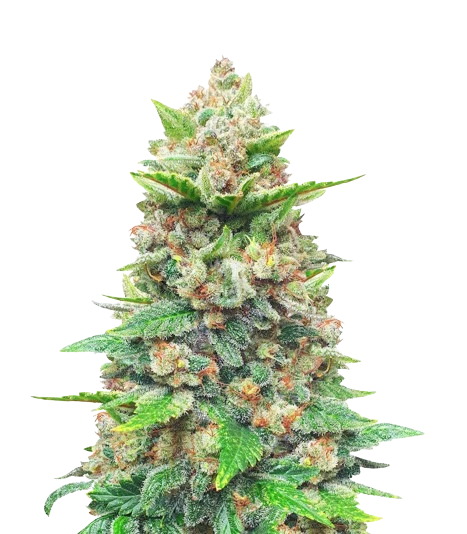 Strawberry Gorilla Cannabis Seeds – Royal King Seeds - Feminized & Autoflowering Cannabis Seeds