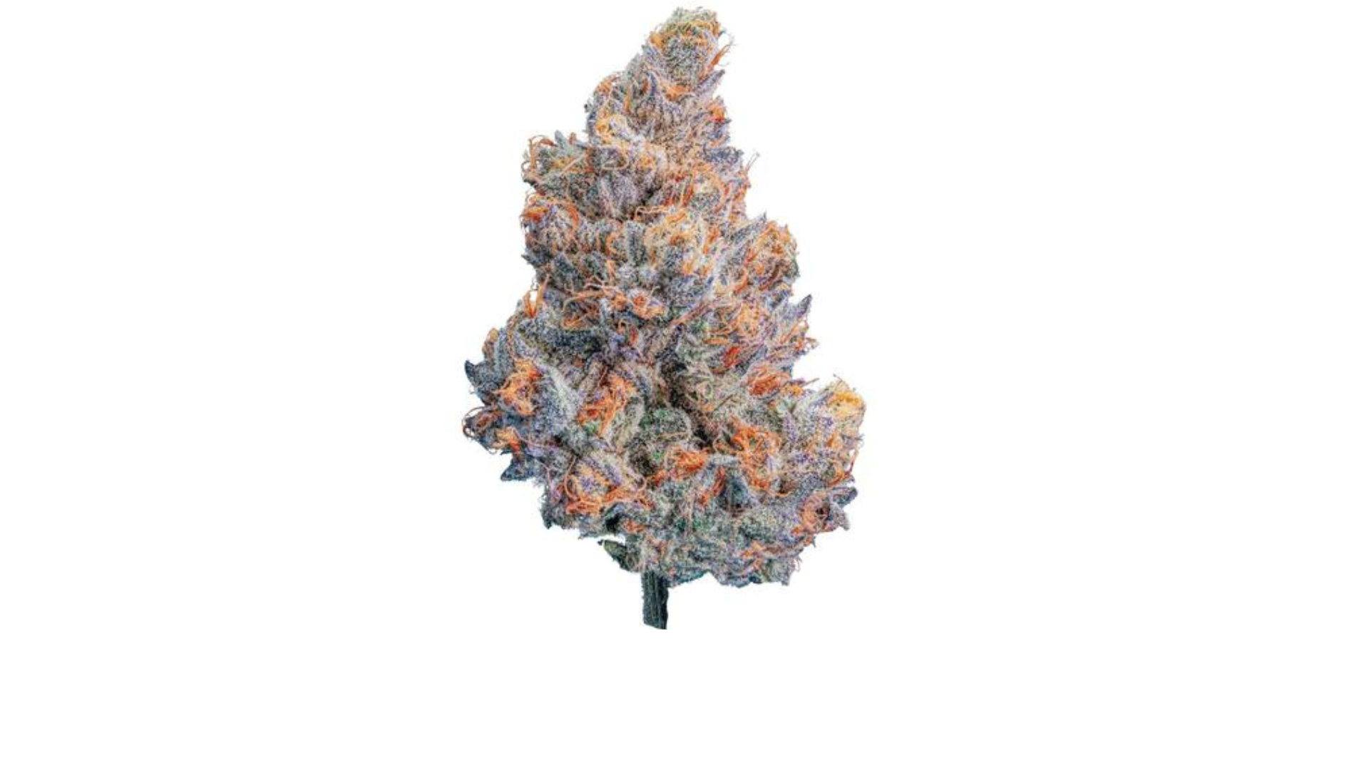 Blueberry Yum Yum Strain Cannabis Seeds – Royal King Seeds - Feminized ...