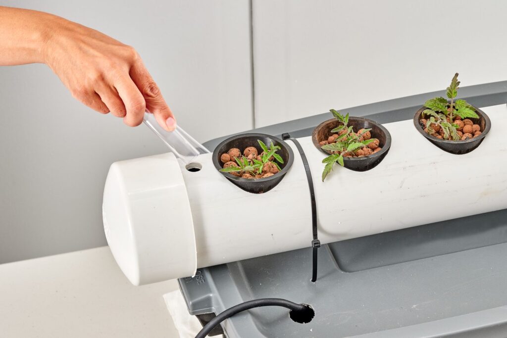 How to Establish and Sustain a Cannabis NFT Hydroponics System – Royal ...