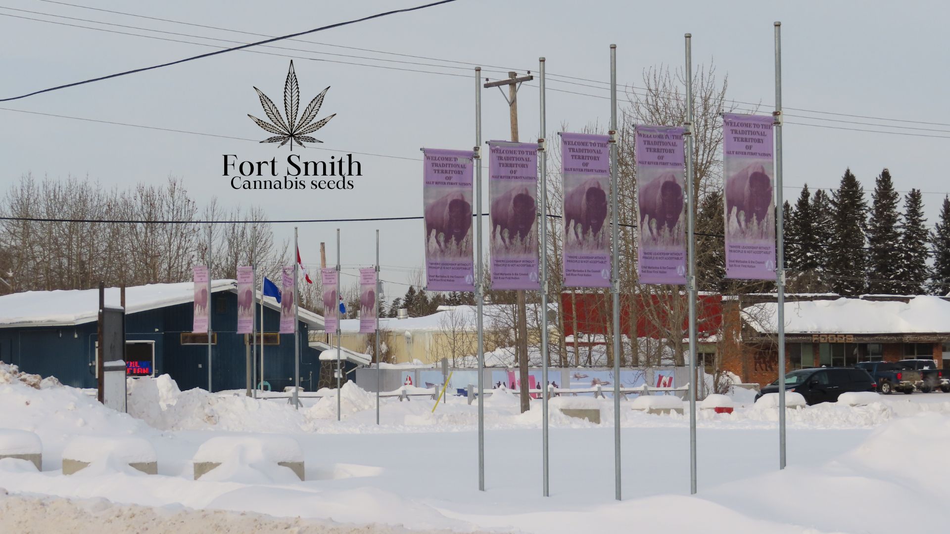 Buy Cannabis Seeds in Fort Smith, Northwest Territories – Royal King ...