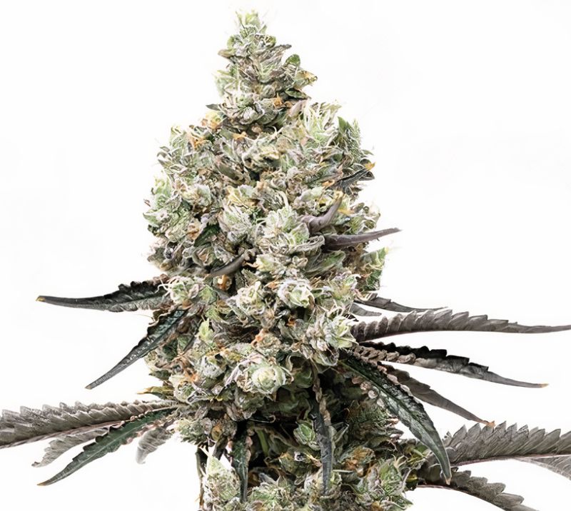 Godfather Purple Kush Cannabis Seeds – Royal King Seeds - Feminized ... Godfather Purple Kush Cannabis Seeds – Royal King Seeds - Feminized ...