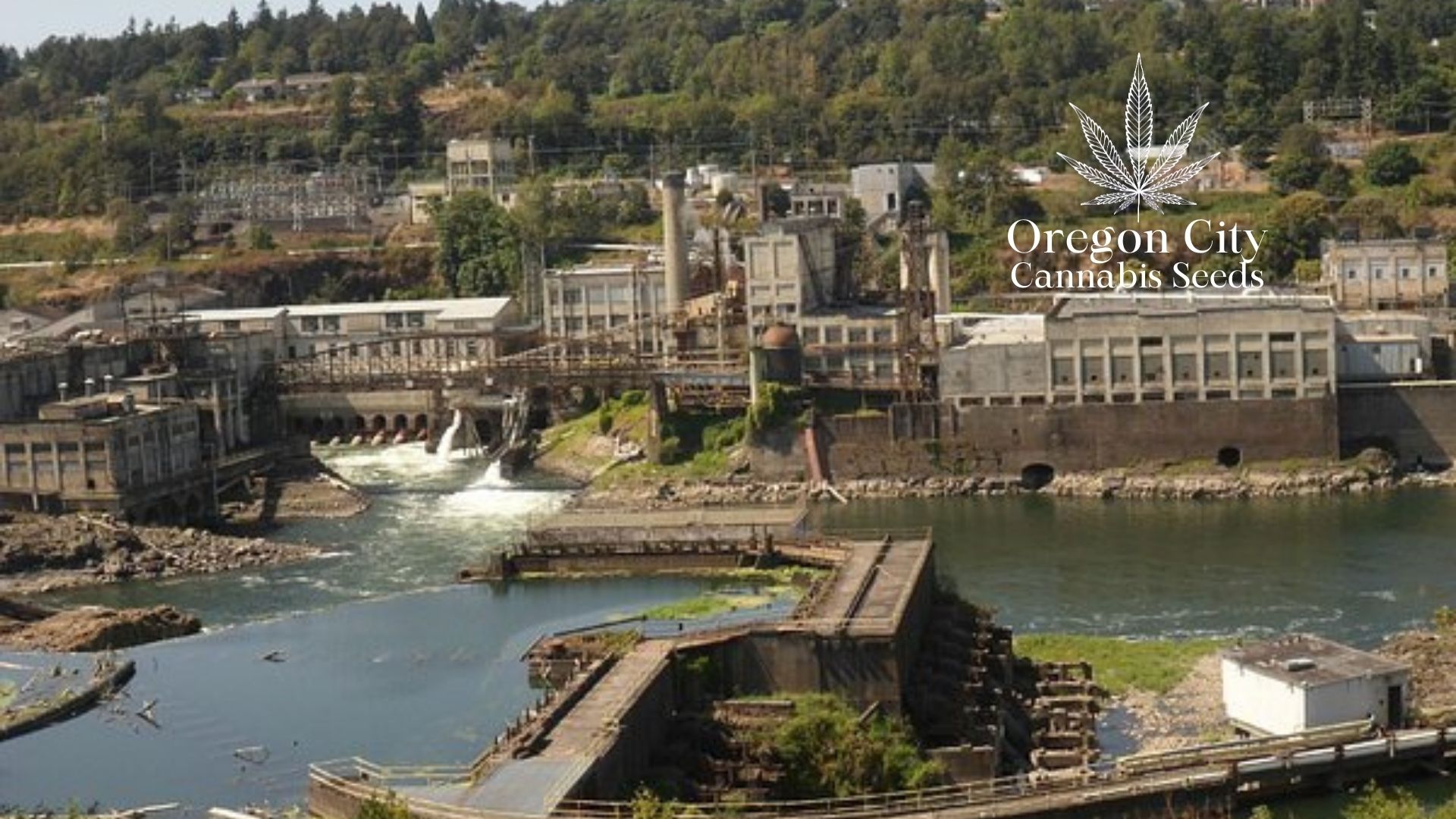 Buy Cannabis Seeds in Oregon City, Oregon – Royal King Seeds ...