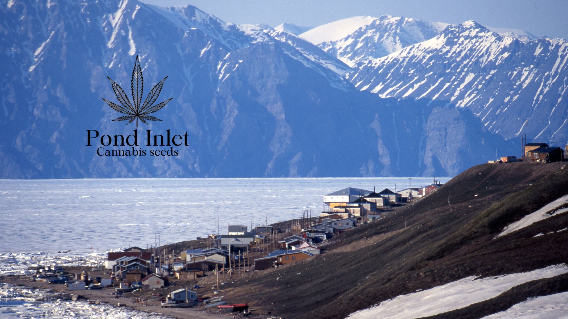 Buy Cannabis Seeds in Pond Inlet, Nunavut – Royal King Seeds ...