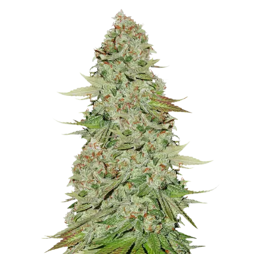 Power Kush Cannabis Seeds – Royal King Seeds - Feminized ... Power Kush Cannabis Seeds – Royal King Seeds - Feminized ...