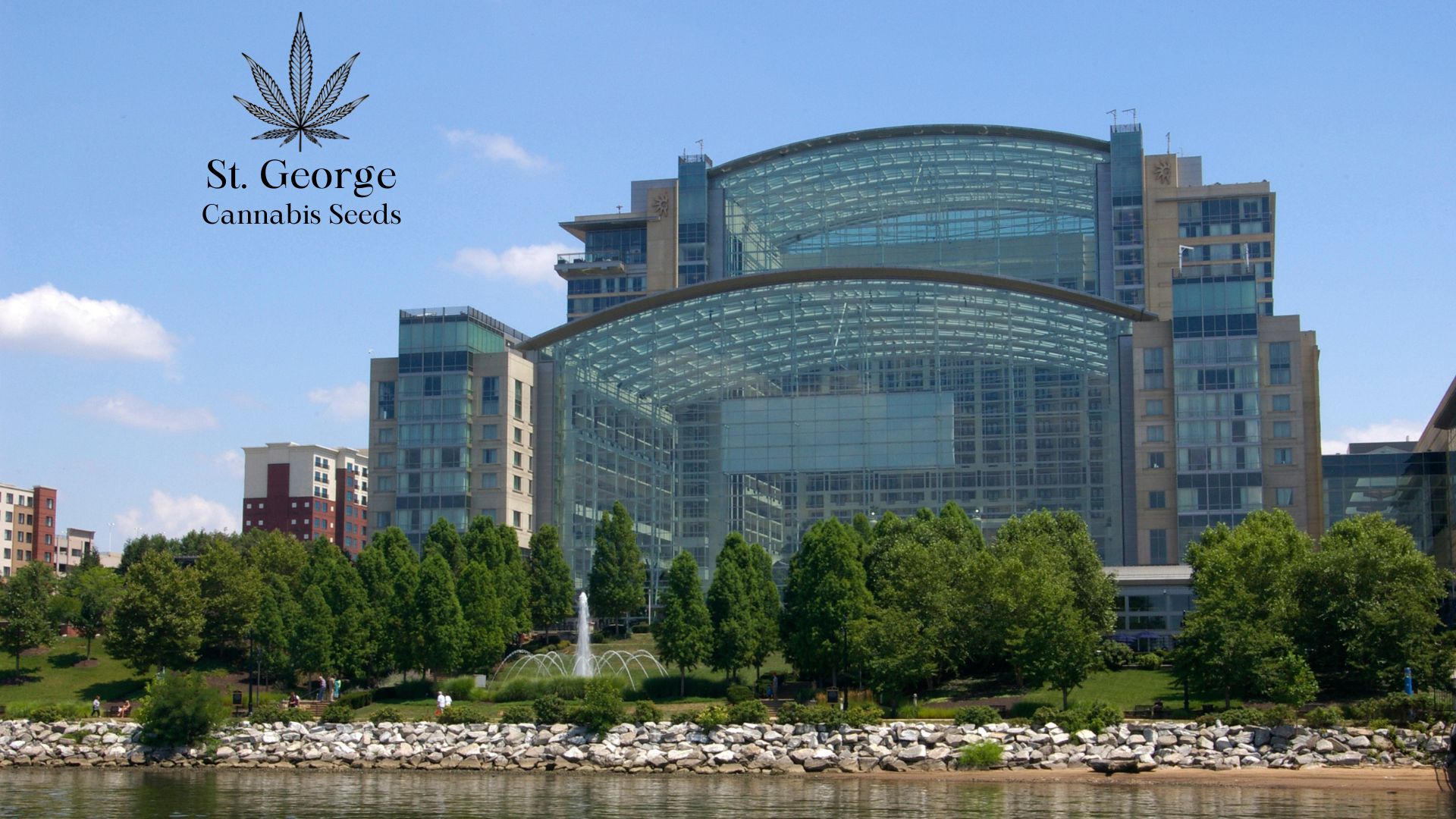 Buy Cannabis Seeds in St. George, Maryland – Royal King Seeds ...