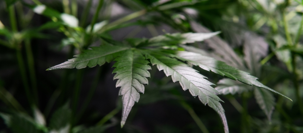 What Does "Fast-Flowering Cannabis" Mean? – Royal King Seeds ...