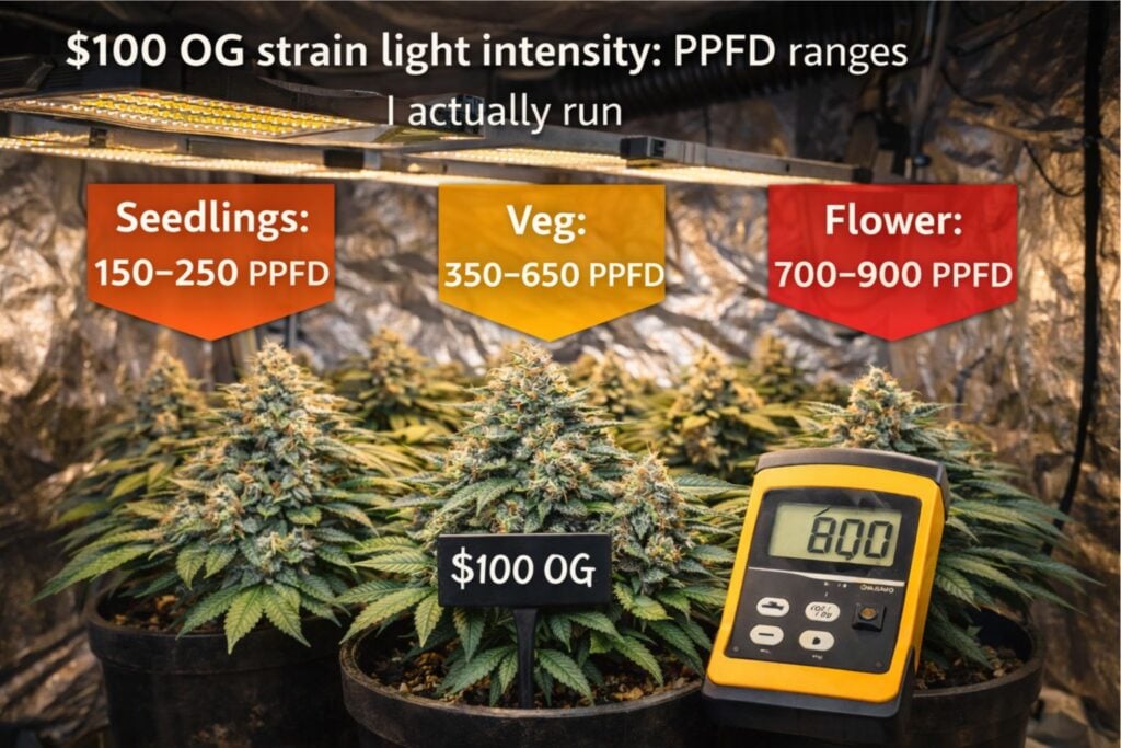 $100 OG Strain Grow Guide: Effects, Flavor & Grow Tips
