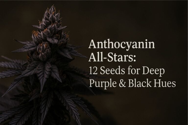 Anthocyanin All-Stars: Purple Cannabis Seeds Guide