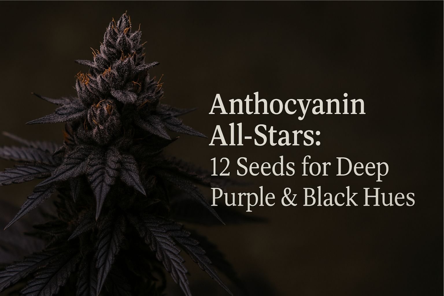 Anthocyanin All-Stars: Purple Cannabis Seeds Guide