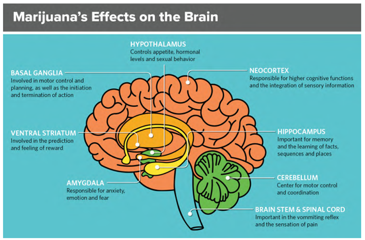 How long does weed effect last? – Royal King Seeds - Feminized ...