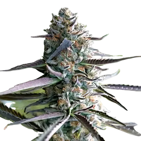 Runtz Cannabis Seeds – Royal King Seeds - Feminized & Autoflowering Cannabis Seeds