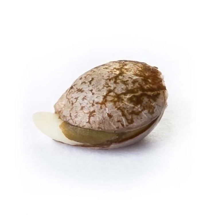 Big Devil Strain Cannabis Seeds – Royal King Seeds - Feminized ...