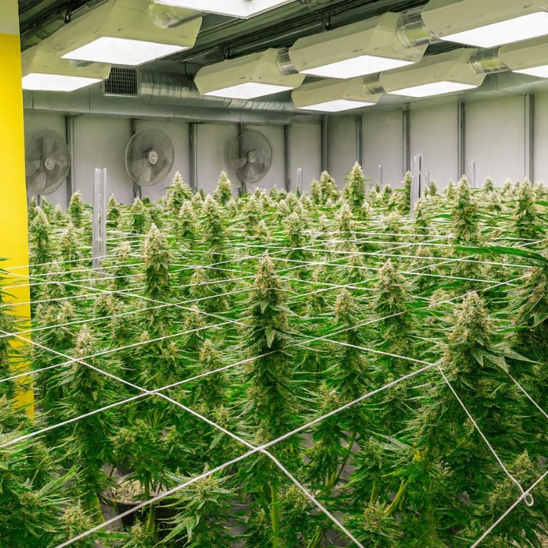 Apple Crisp Cannabis Seeds | Fruity Hybrid Marijuana For Home Growers