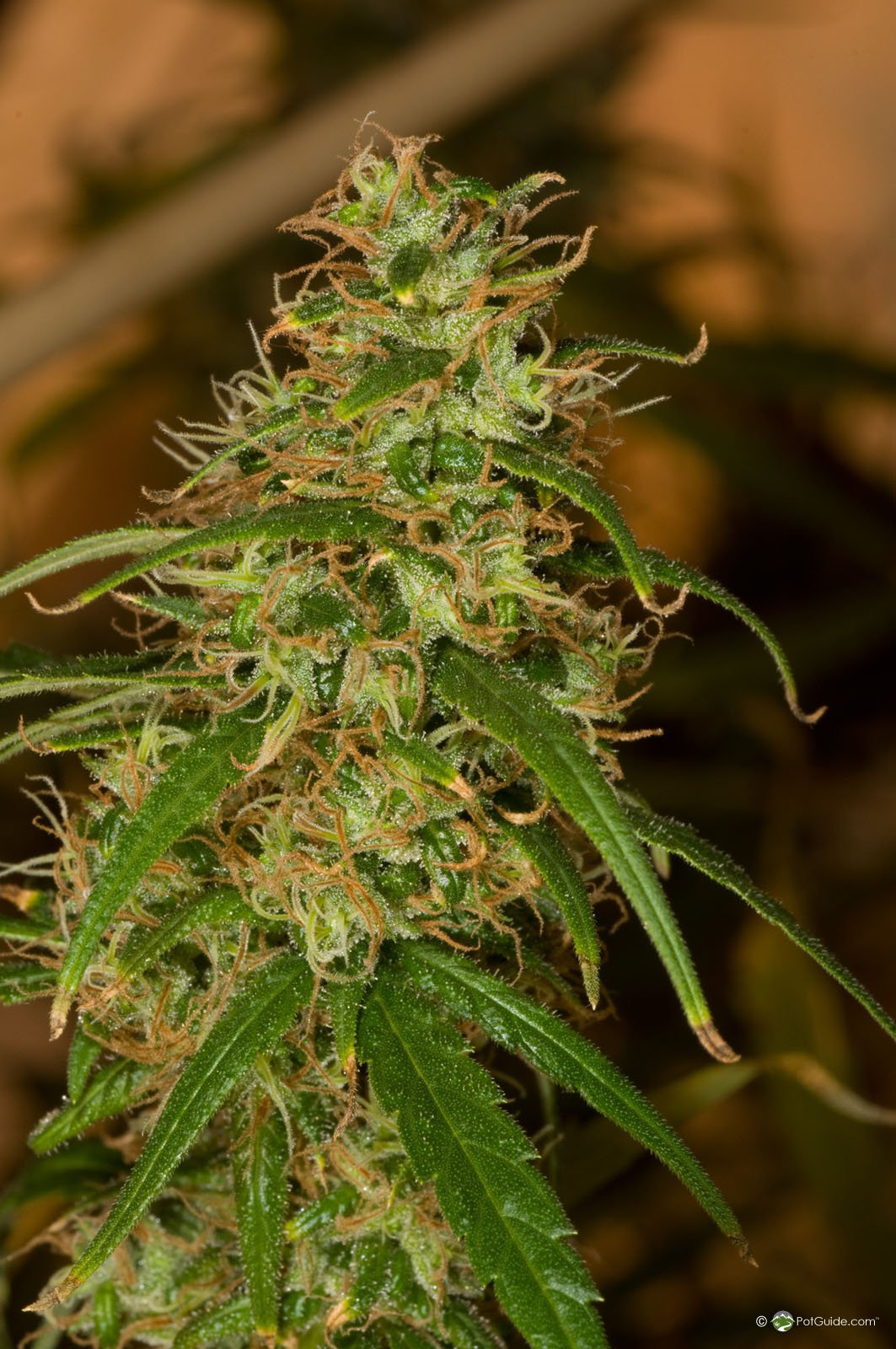 Colombian Gold - Strain Information – Royal King Seeds - Feminized ...