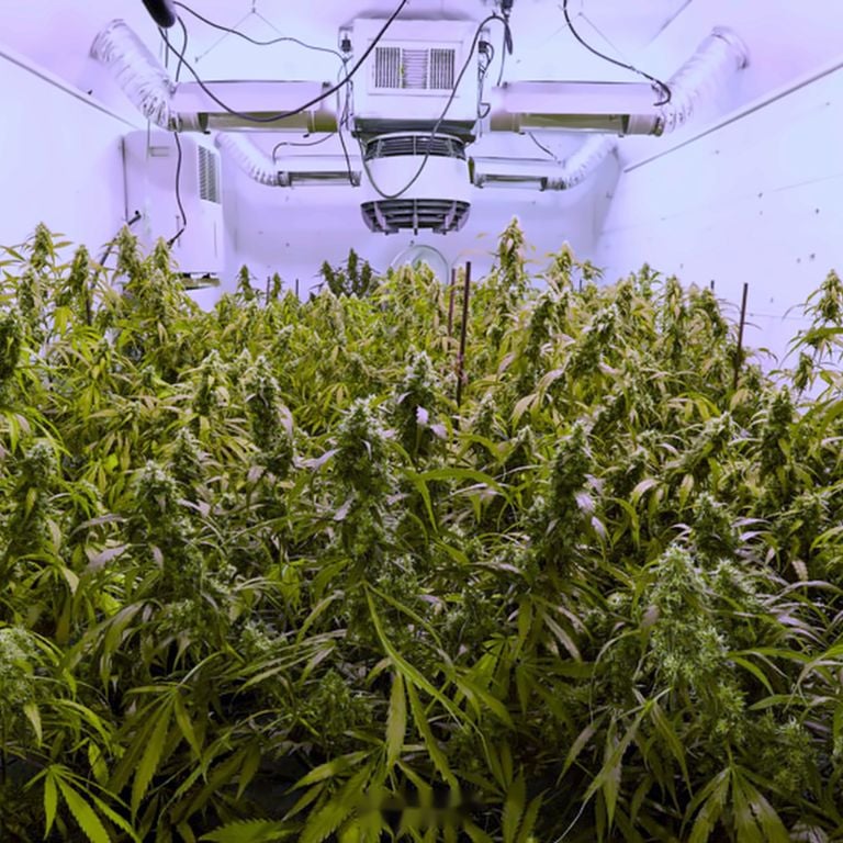 Fresh Powder Cannabis Seeds – Grow Guide, Aroma & Flowering Time | RKS