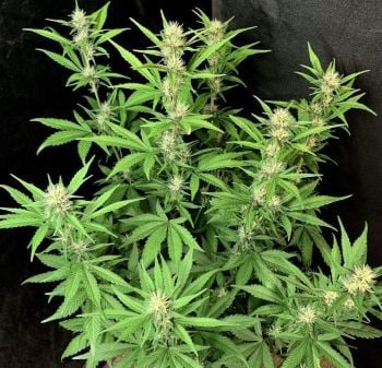 LSD Cannabis Seeds – Potent Hybrid With Euphoric Effects