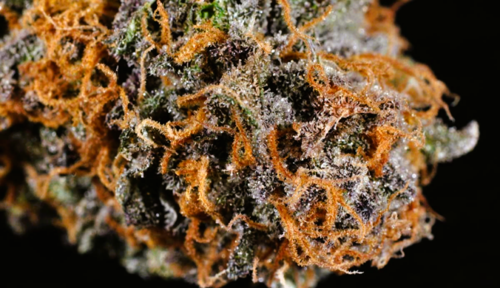 Medical Strain Analysis: Purple Dragon. – Royal King Seeds