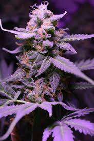 Venom OG - Strain Information – Royal King Seeds