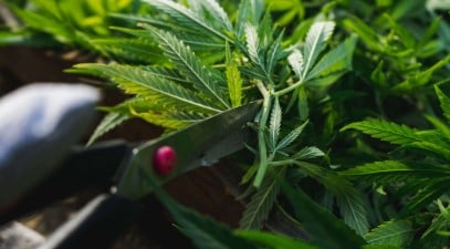 Ghost OG - Strain Information – Royal King Seeds