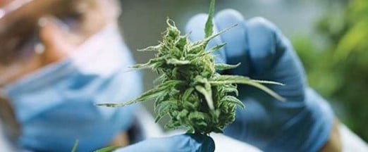 Ghost OG - Strain Information – Royal King Seeds