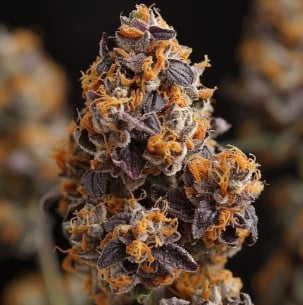 Grape Cookies - Strain Information – Royal King Seeds - Feminized ...