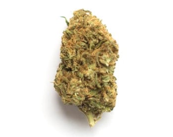 Grapefruit Kush - Strain Information – Royal King Seeds