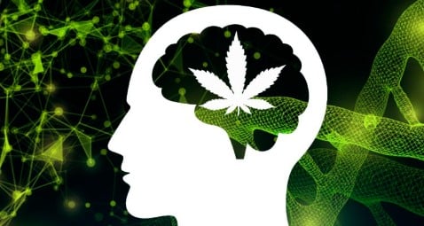 Green Kush - Strain Information – Royal King Seeds