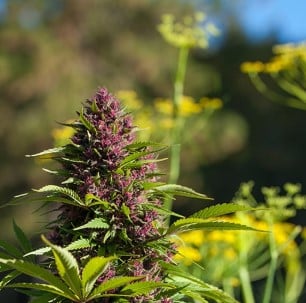 Hawaiian Purple Kush - Strain Information – Royal King Seeds