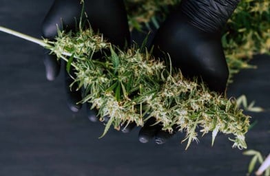 Hyper Critical - Strain Information – Royal King Seeds